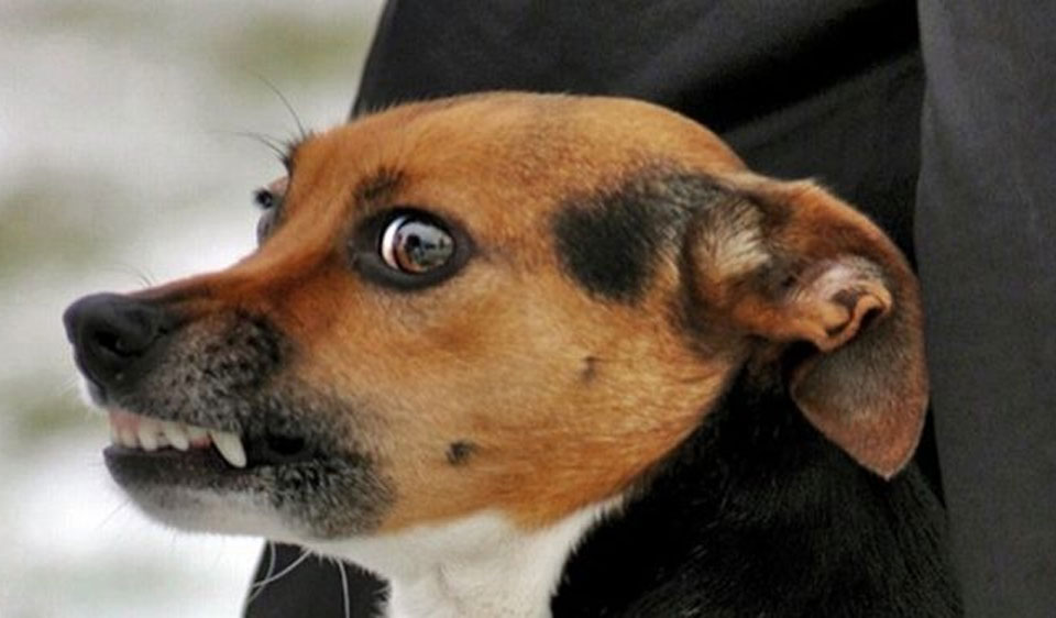 Angst- und Angstverhalten bei Hunden - VdTT - Berufsverband für ...